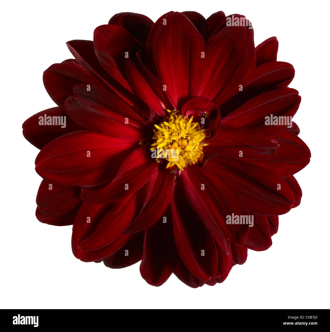 dark red flower head in white back Stock Photo - Alamy