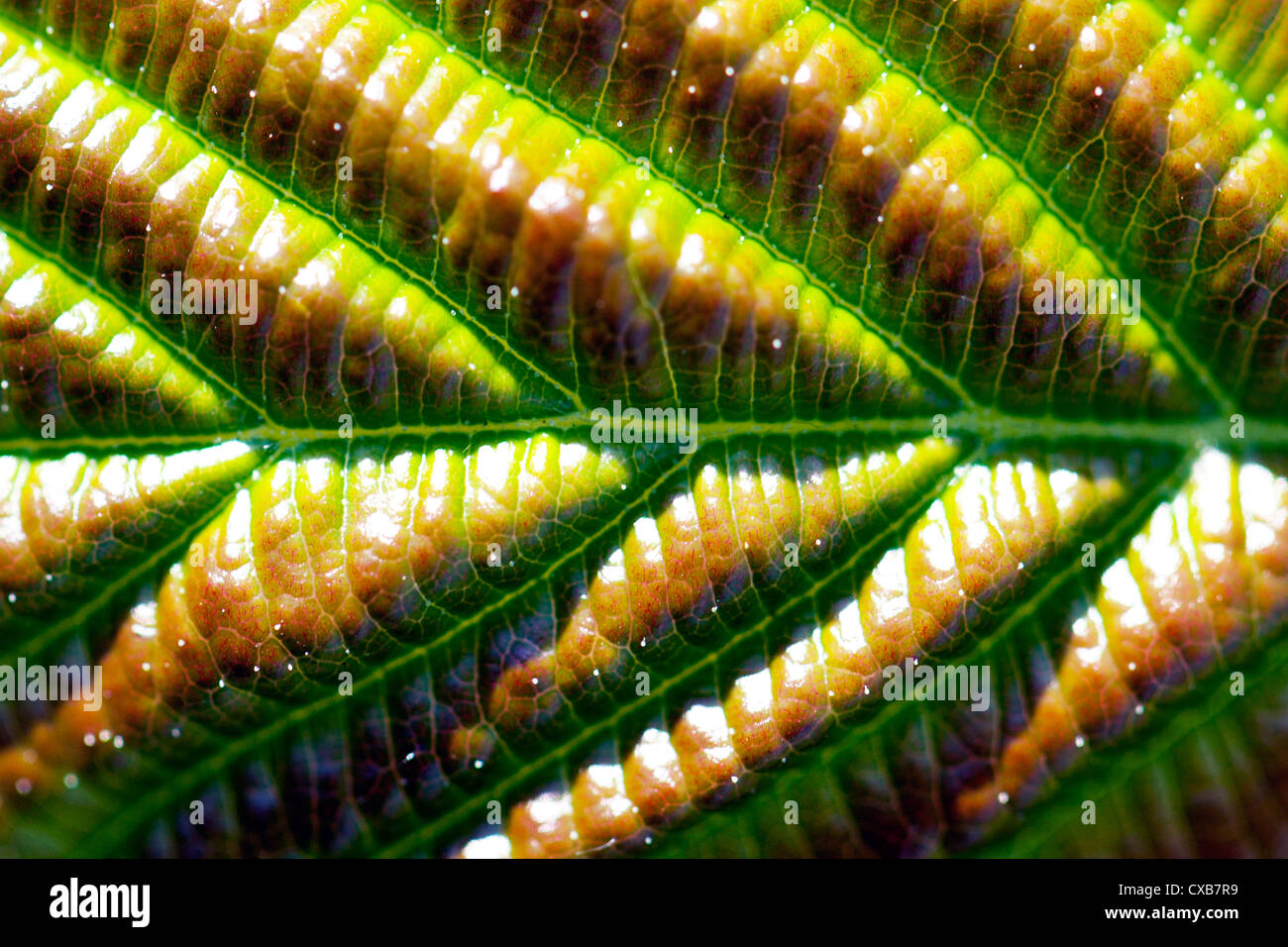 Variegated plantae hi-res stock photography and images - Alamy