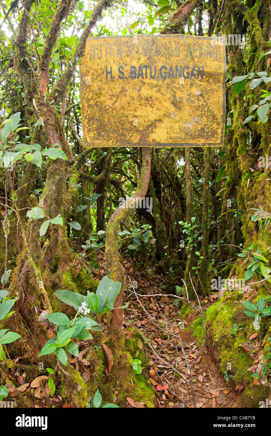 Mossy Forest at Cameron Highlands, Malaysia, South East Asia Stock ...