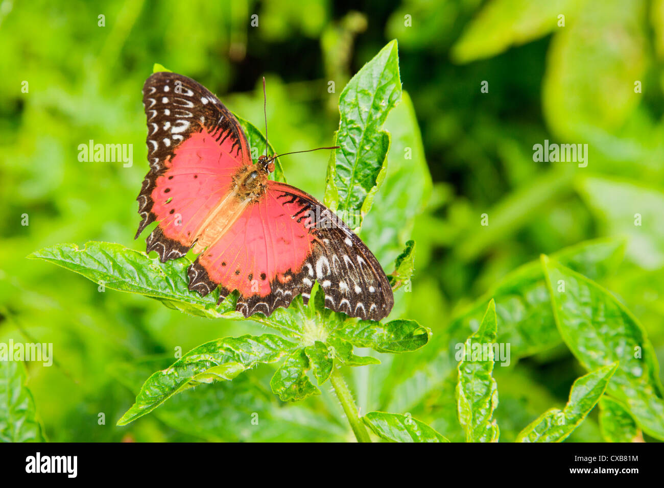 Butterfly at Cameron Highlands, Malaysia, South East Asia Stock Photo ...