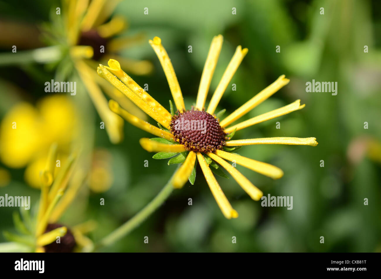 Sweet coneflower Rudbeckia subtomentosa Stock Photo - Alamy