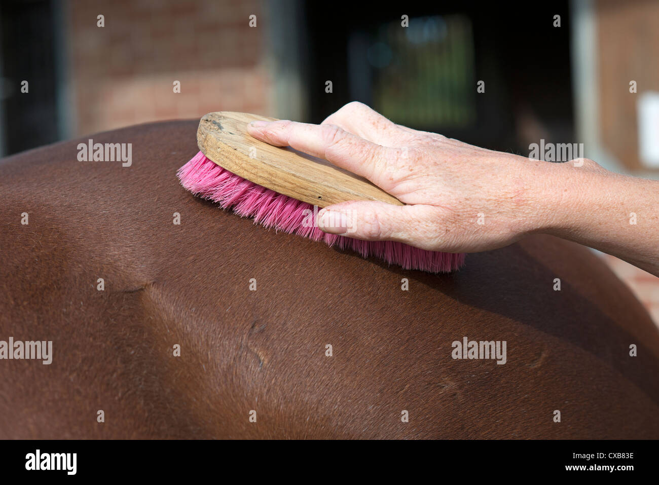 Brushing a horse's back using a stiff brush Stock Photo - Alamy