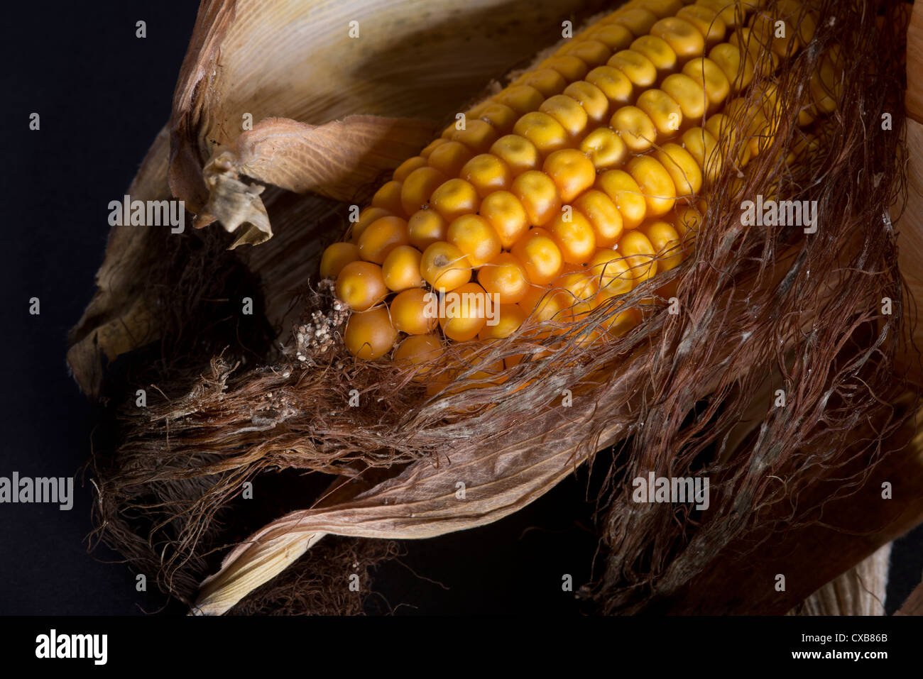 Wheat panicle hi-res stock photography and images - Alamy