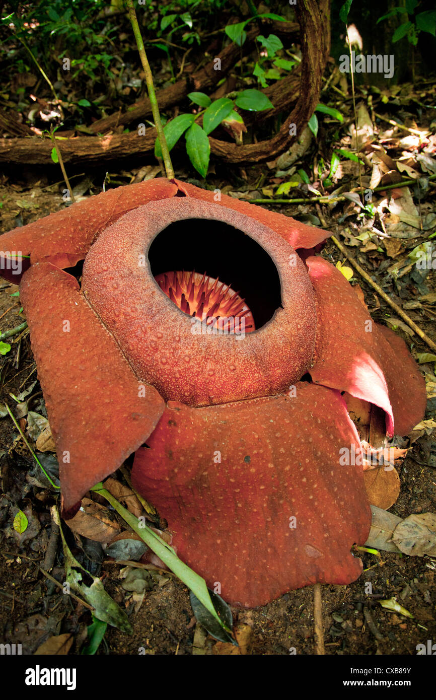 Rafflesia Flower in Cameron Highlands, Malaysia Stock Photo - Alamy