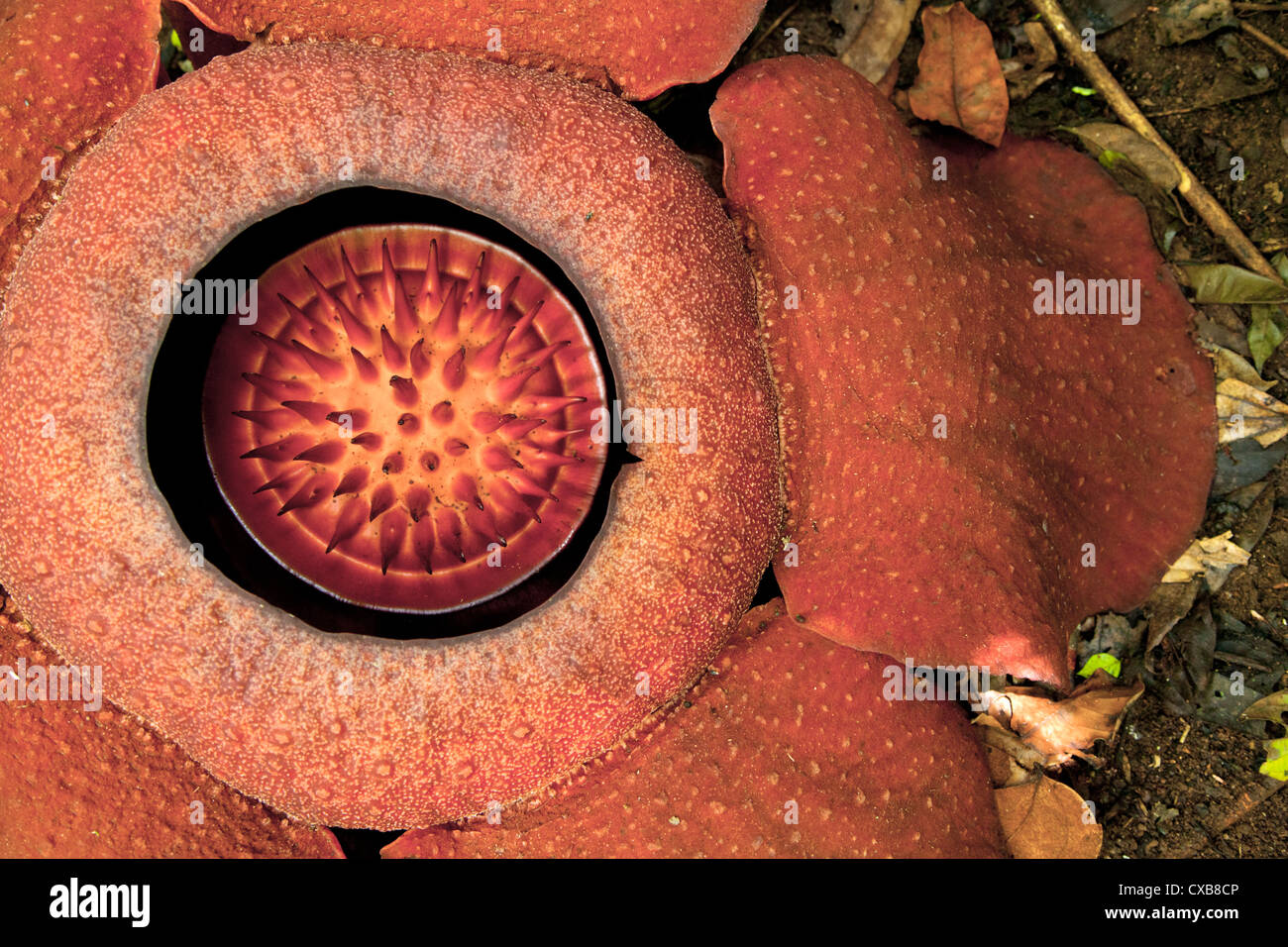 Rafflesia Flower in Cameron Highlands, Malaysia Stock Photo - Alamy
