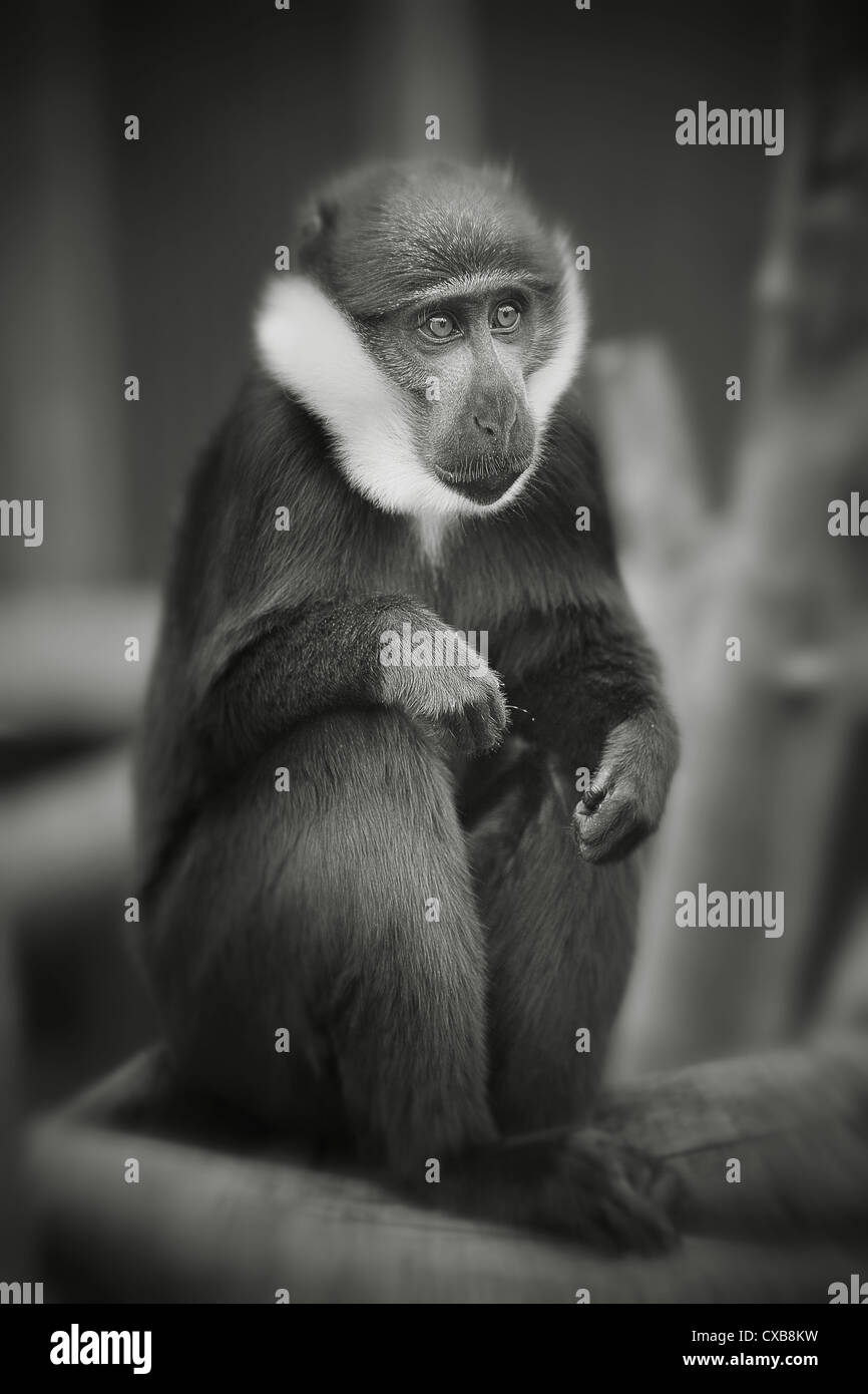 The white monkey hi-res stock photography and images - Alamy