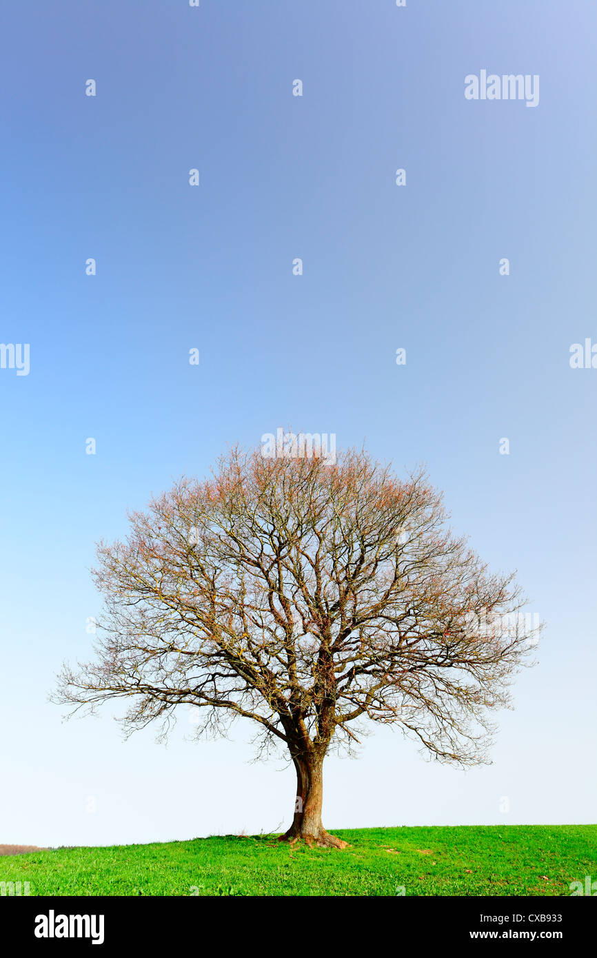 Leafless oak tree hi-res stock photography and images - Alamy