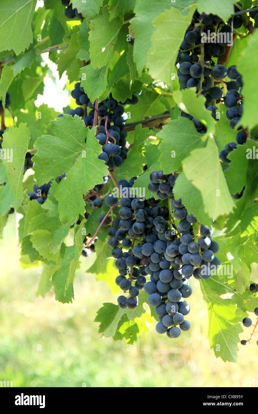 Bunches of purple grapes are ripe on a vine Stock Photo - Alamy