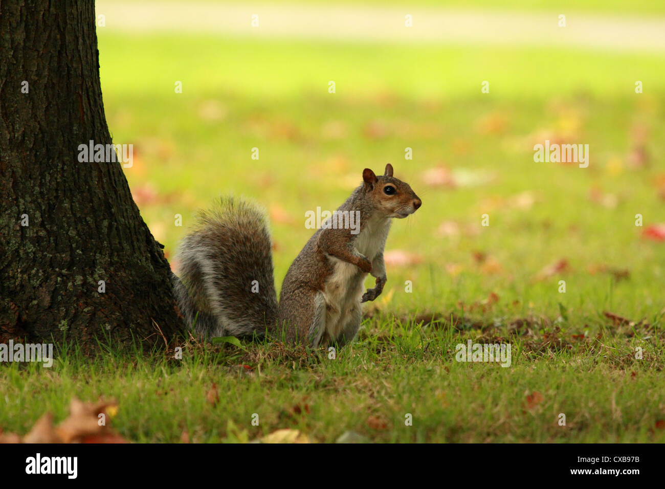 A grey squirrel stands near a tree trunk in a park Stock Photo - Alamy
