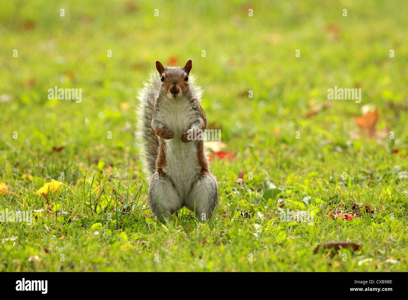A curious eastern grey squirrel standing up Stock Photo - Alamy