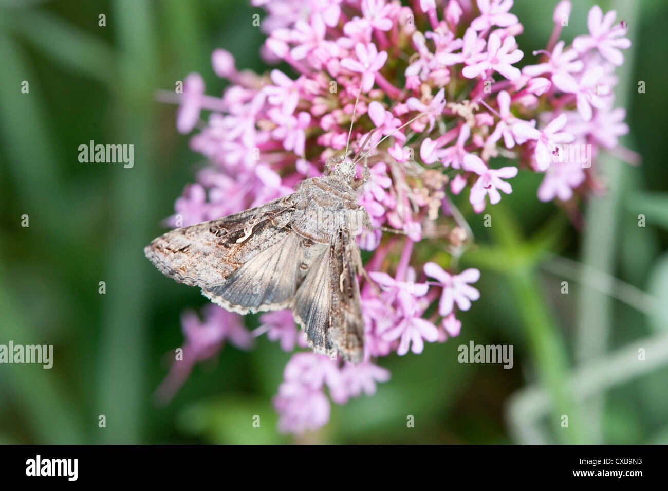 Silver Y (Autographa gamma), migratory moth, feeding on garden red ...