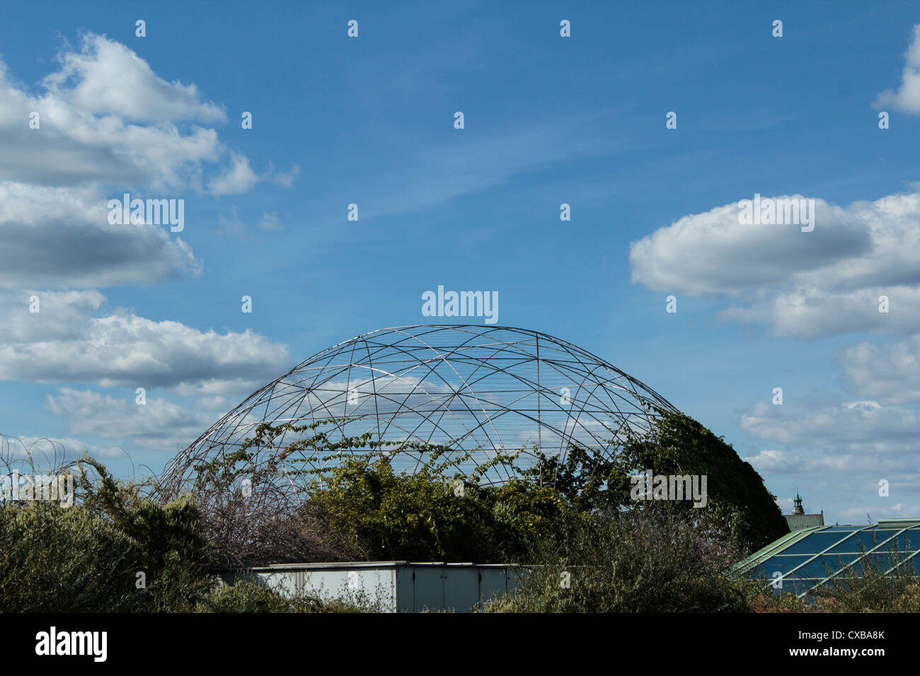 Virginia creeper garden hi-res stock photography and images - Alamy