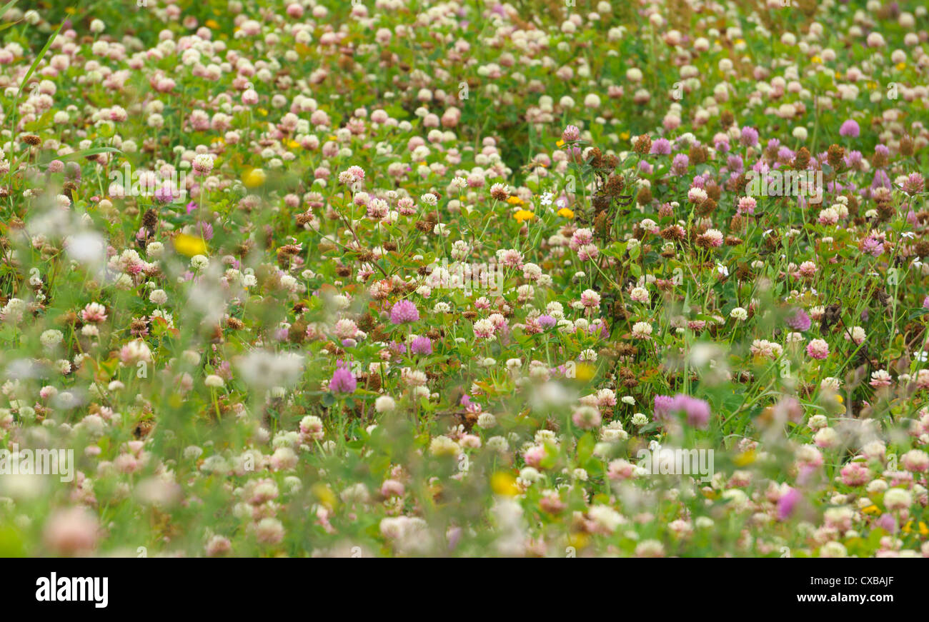 A field packed with white and purple clover (Trifolium) flowers near ...