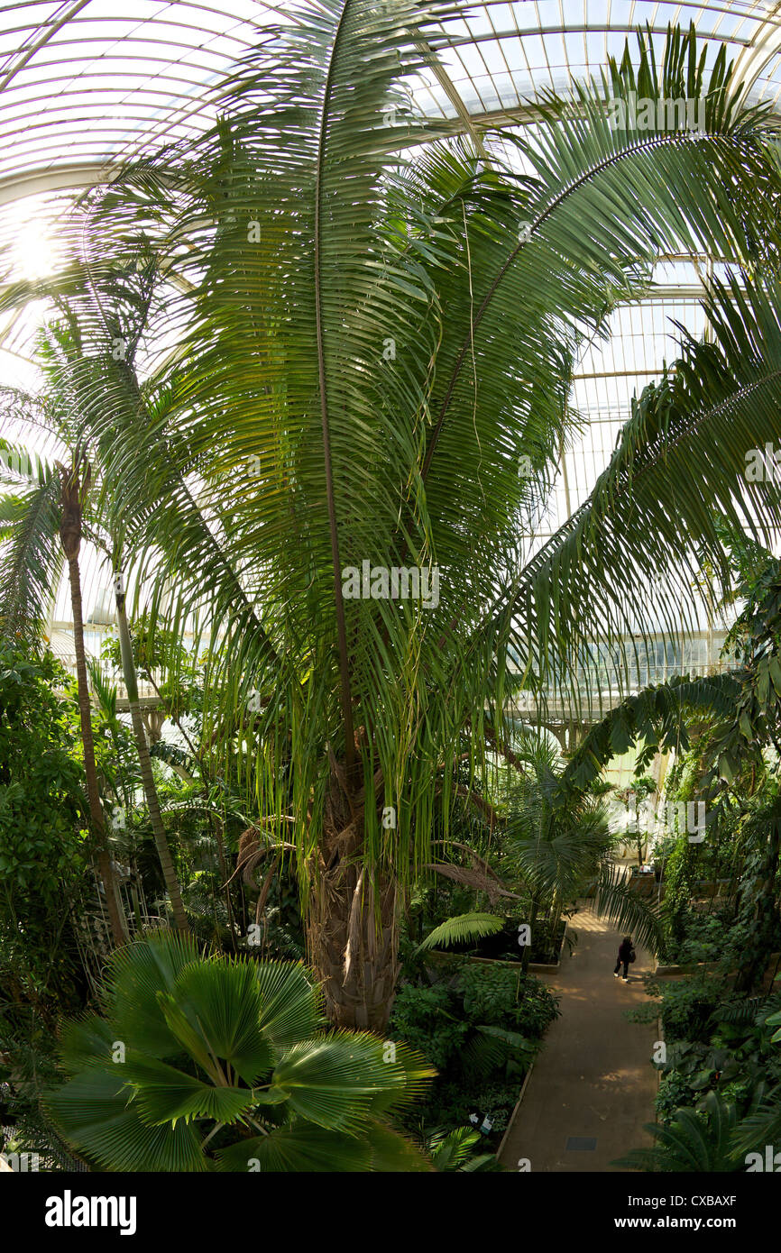Palm House interior, Royal Botanic Gardens, Kew, UNESCO World Heritage ...
