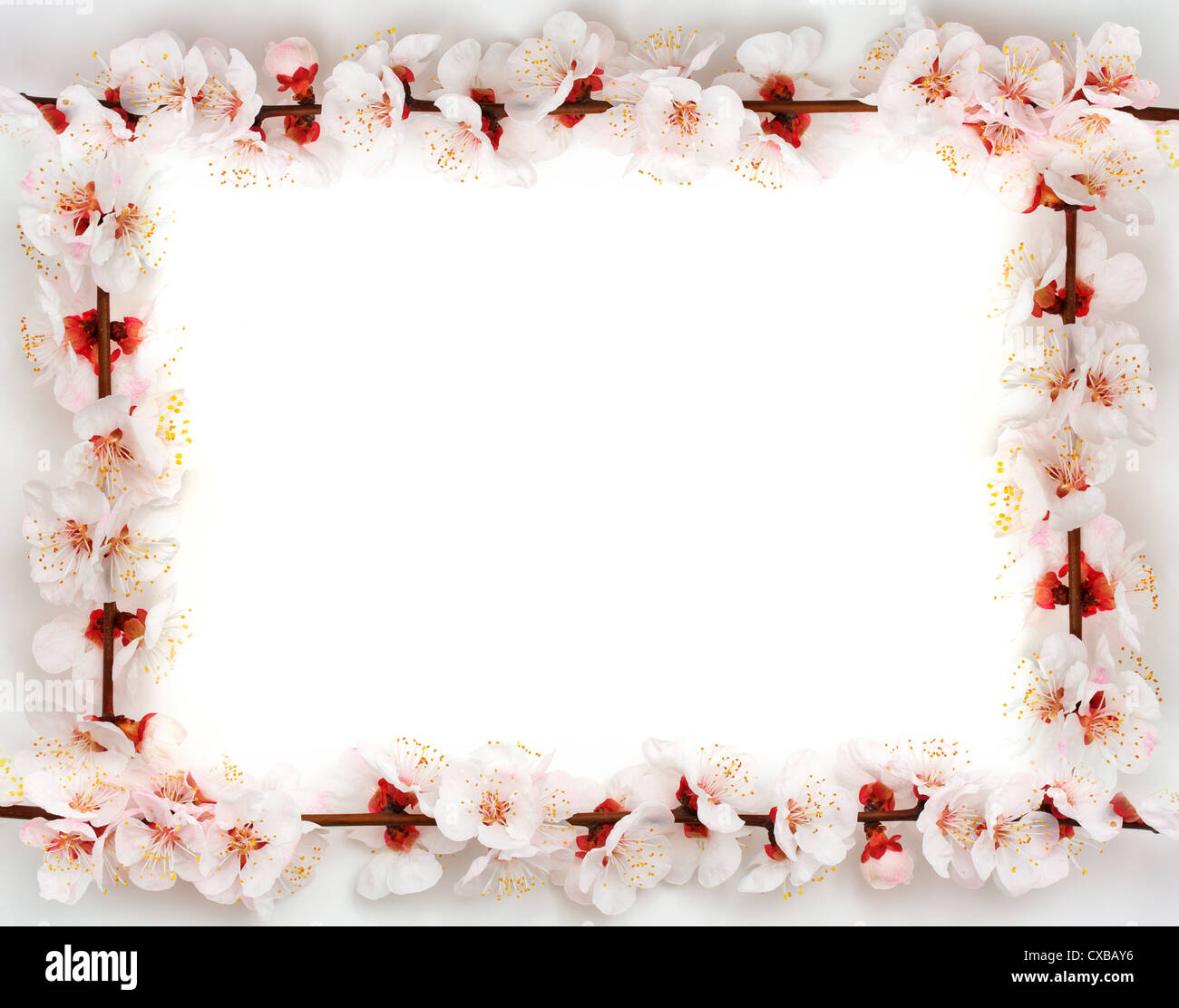 Frame from sakura. Element of design Stock Photo - Alamy