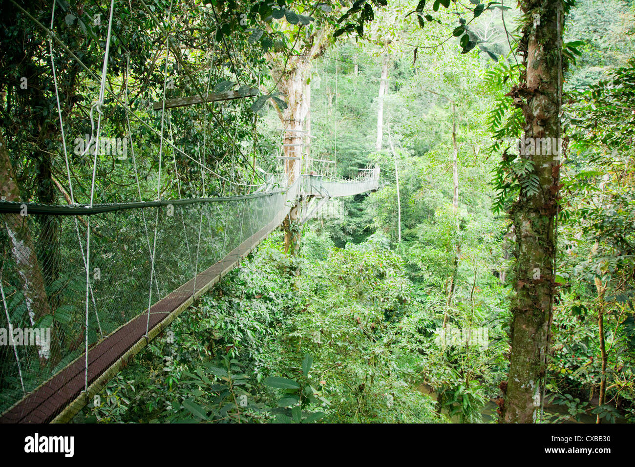 Canopy Walk at Mulu National Park, Borneo, Malaysia Stock Photo - Alamy