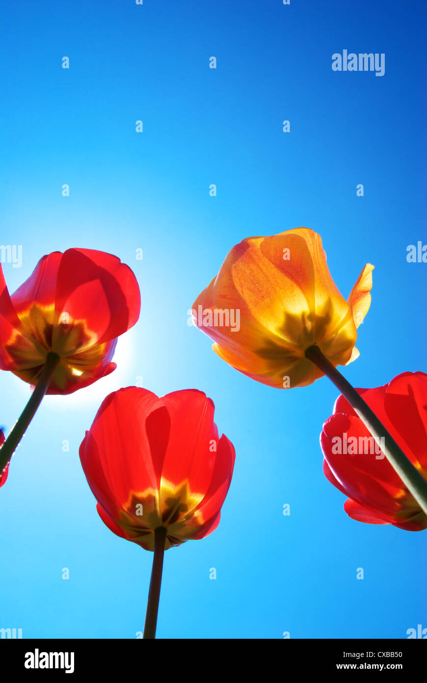 Tulips on the sky background. Nature scene Stock Photo - Alamy