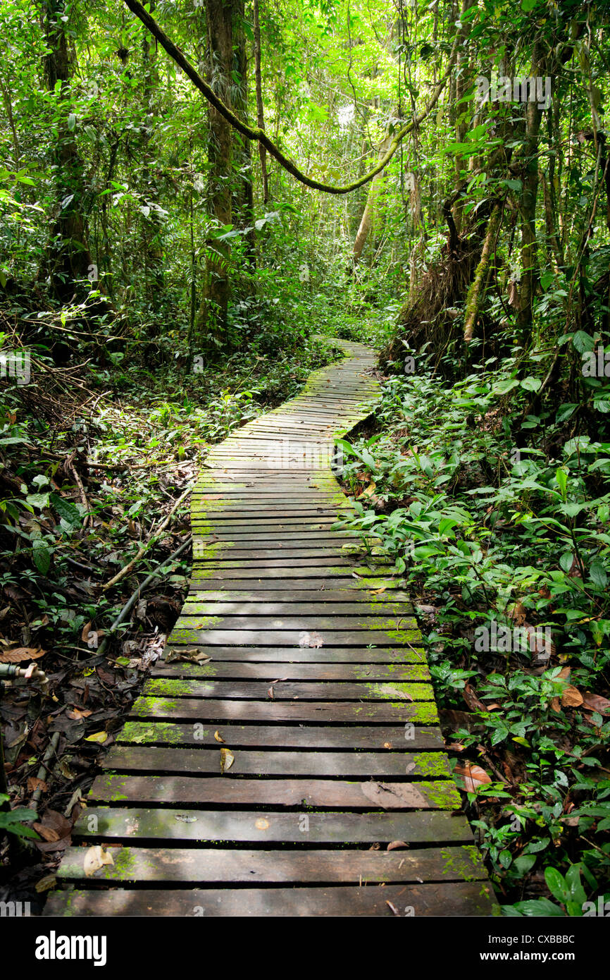 Mulu National Park, Borneo, Malaysia Stock Photo - Alamy