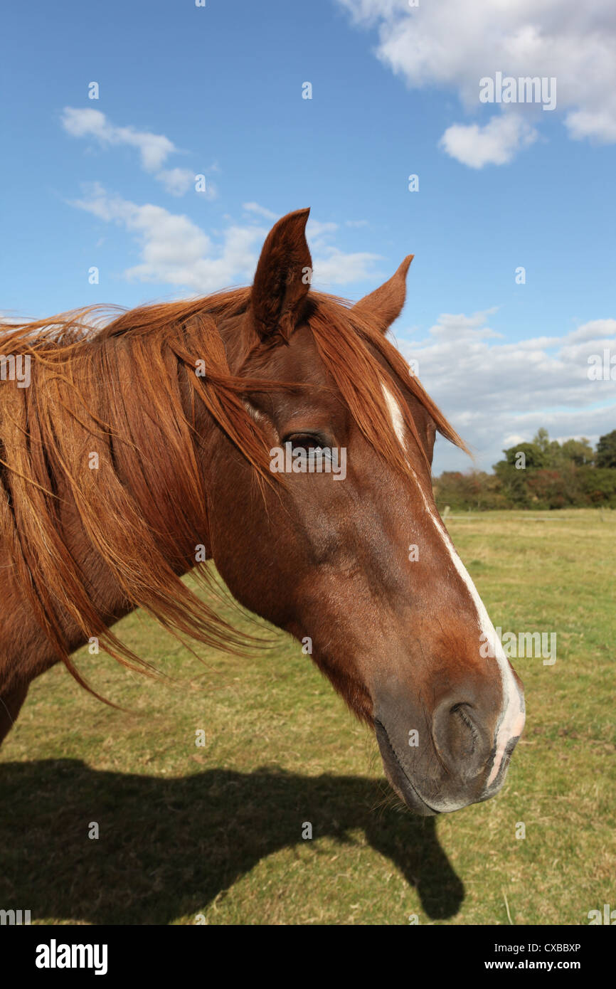 Chestnut horse with white blaze hi-res stock photography and images - Alamy