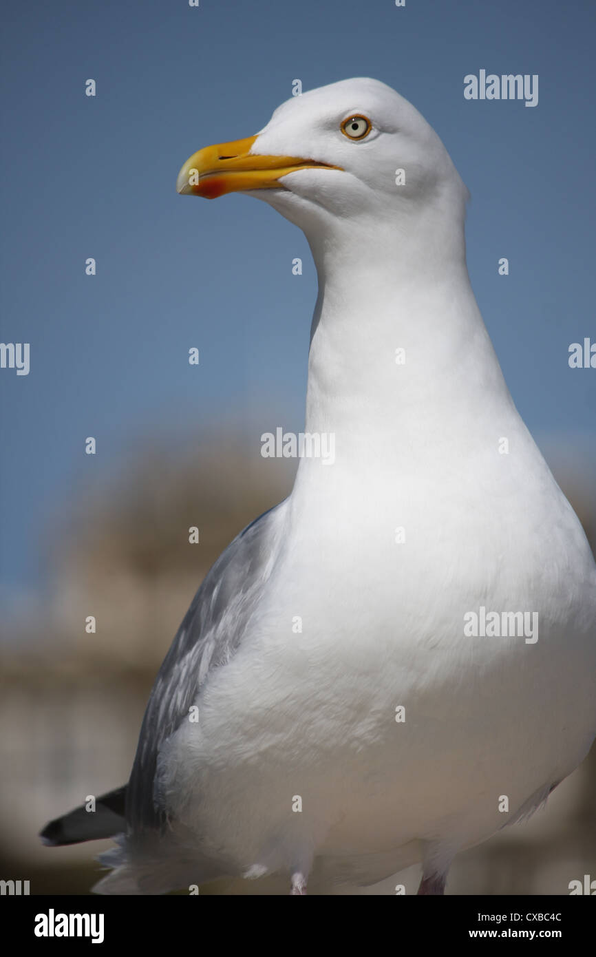 Portrait of a seagull Stock Photo - Alamy