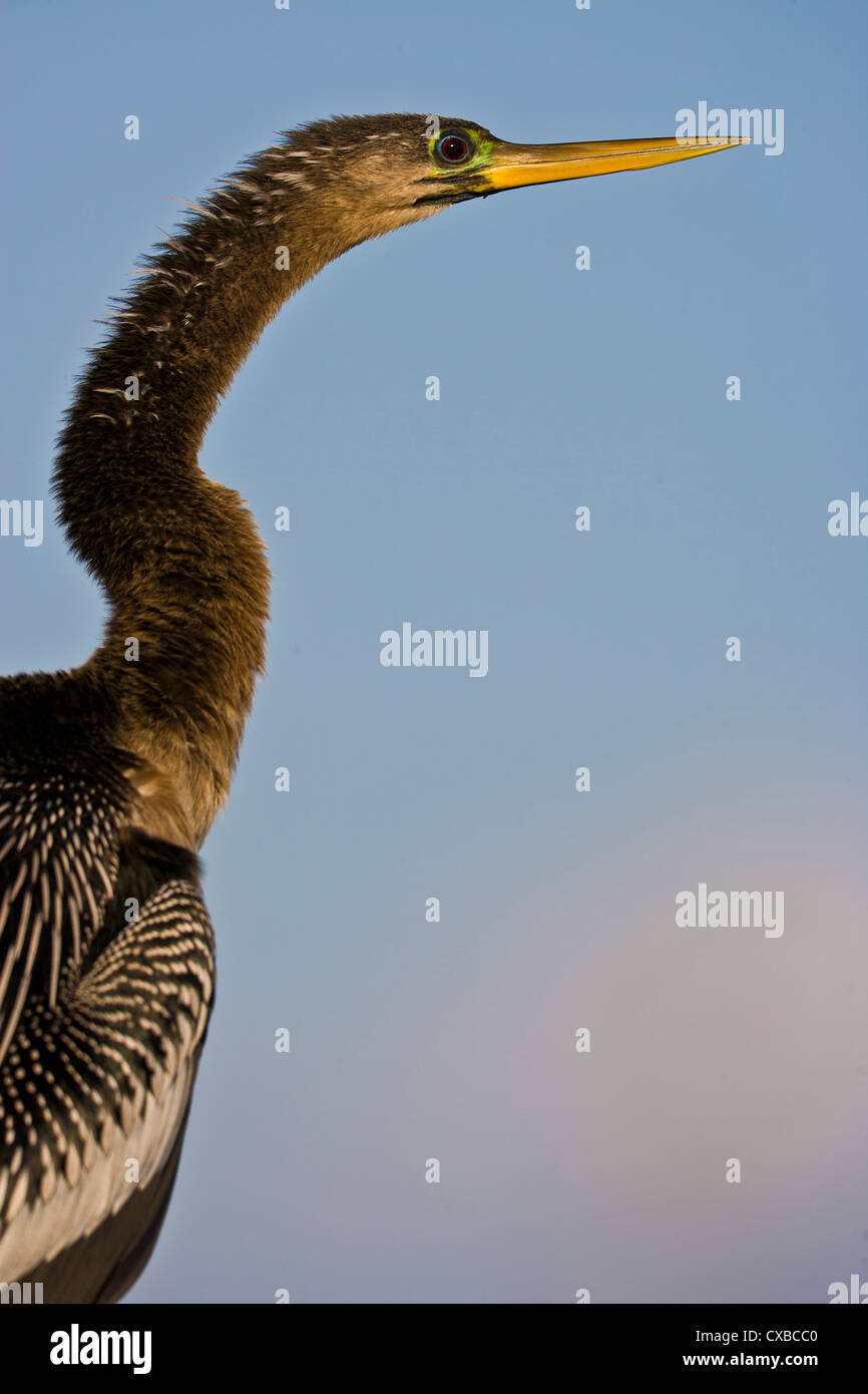 Snake neck bird hi-res stock photography and images - Alamy