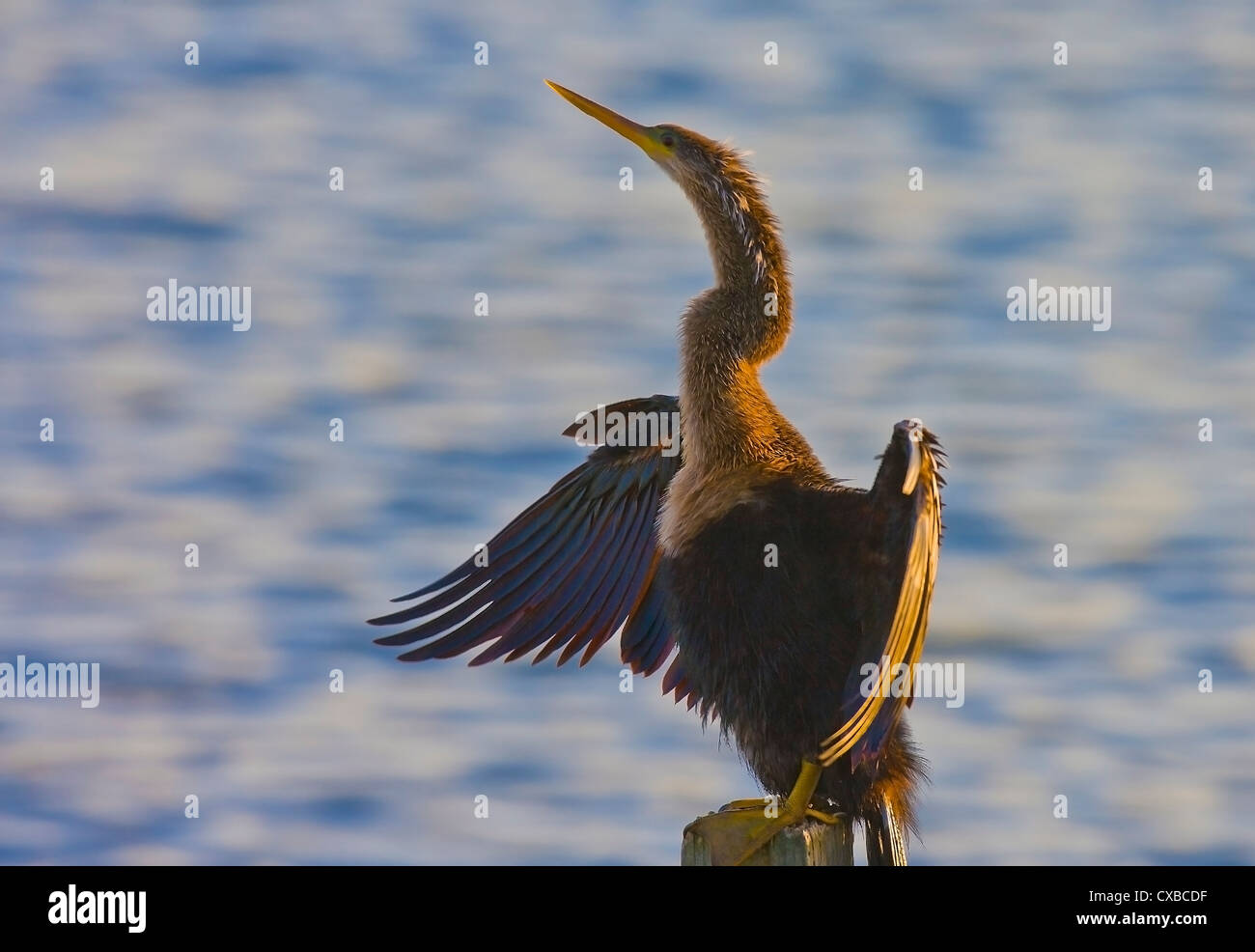Anhinga, drying wings Stock Photo - Alamy