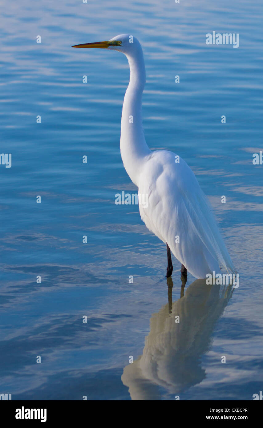Great Egret standing in water with reflection Stock Photo - Alamy
