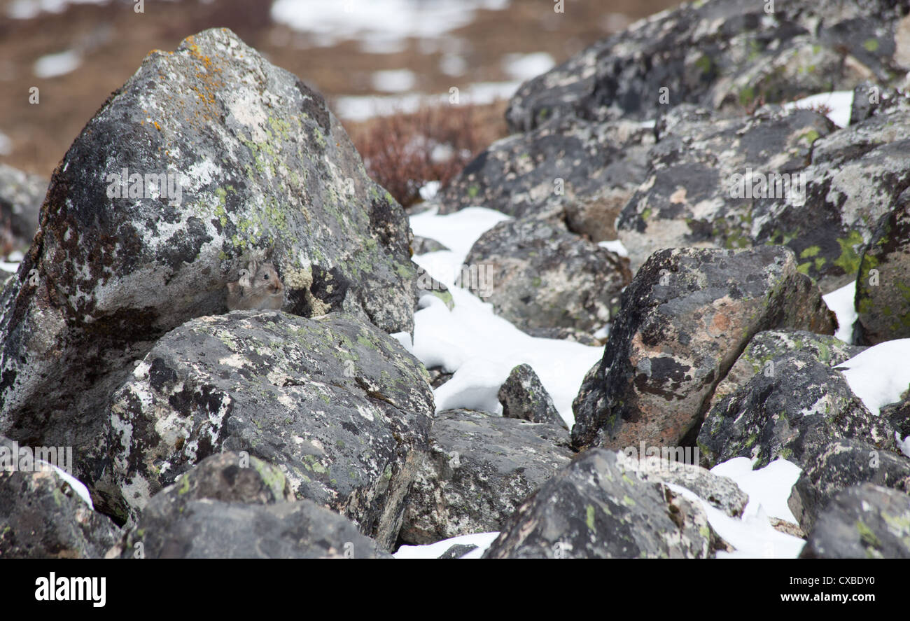 Ochotona himalayana hi-res stock photography and images - Alamy