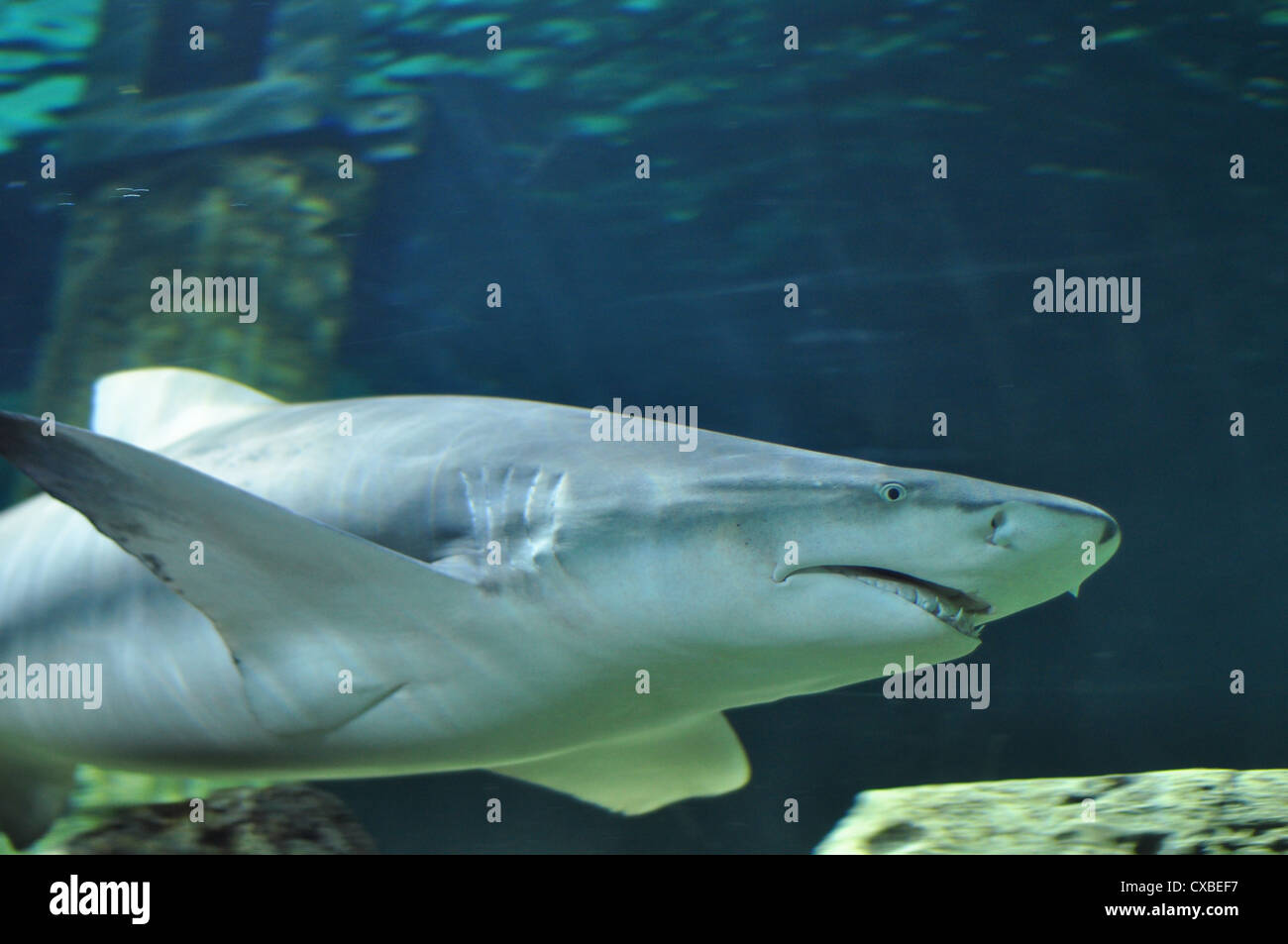 shark swimming inside the tank in aquarium Stock Photo - Alamy