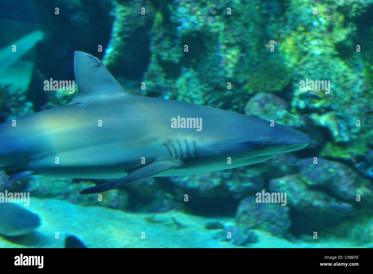 shark swimming inside the tank in the aquarium Stock Photo - Alamy