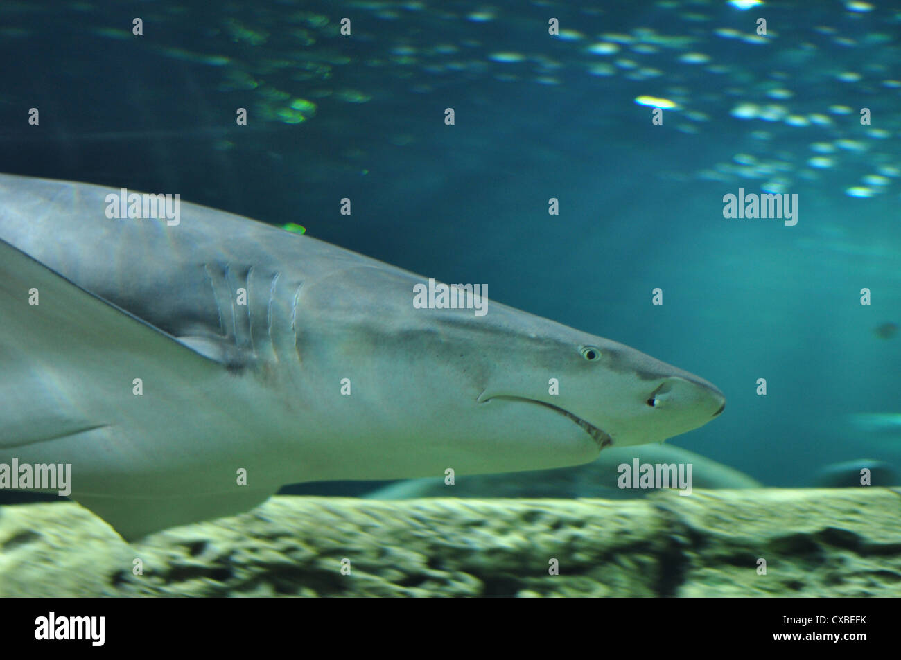 shark swimming inside the tank in aquarium Stock Photo - Alamy