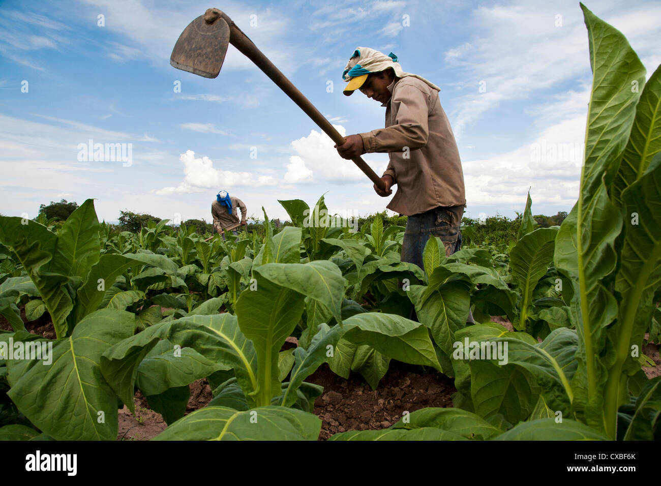 People working in a tobacco plantation near Salta, Salta Province ...