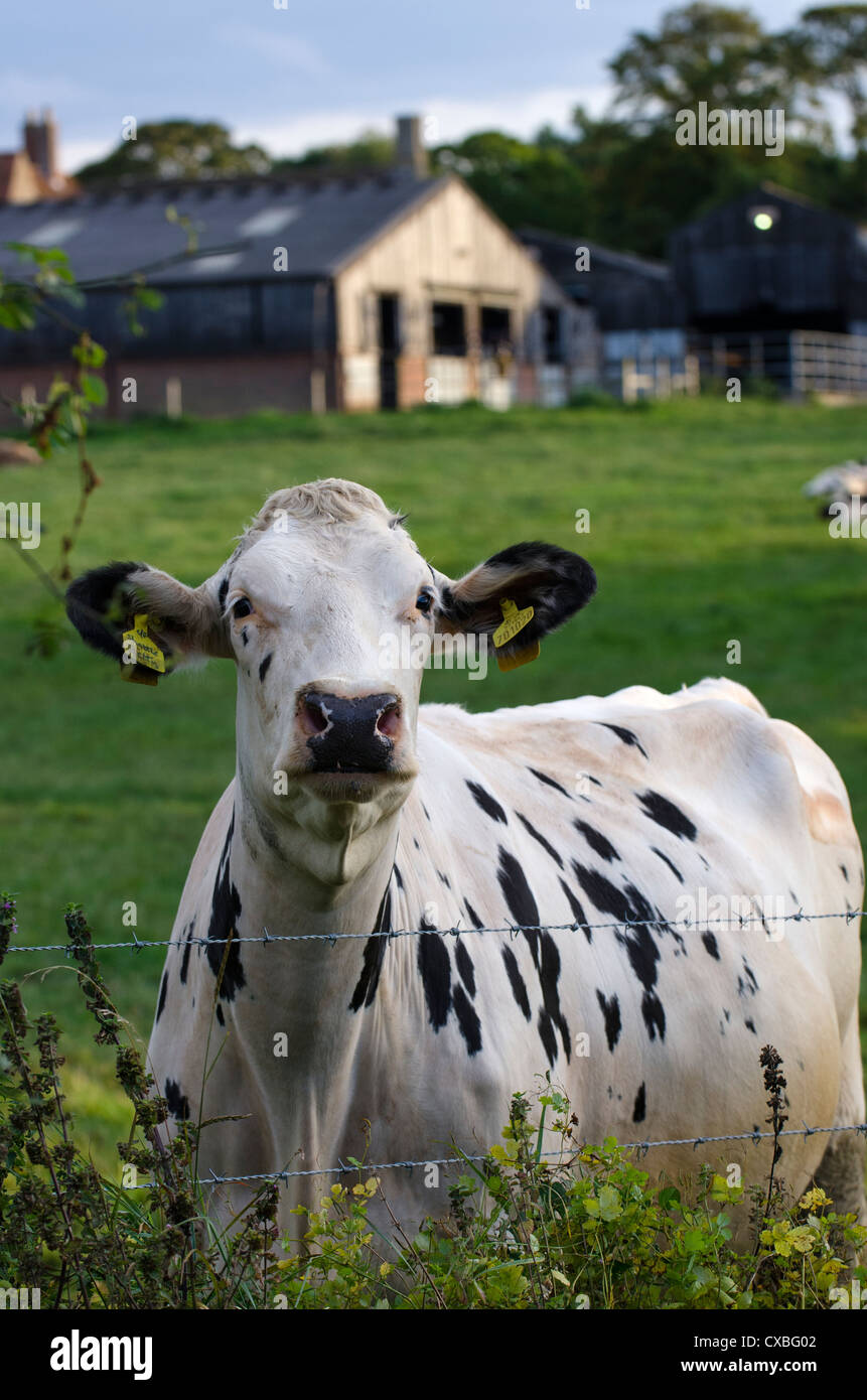 Dairy cow looking over barbed wire fence with agricultural buildings in ...