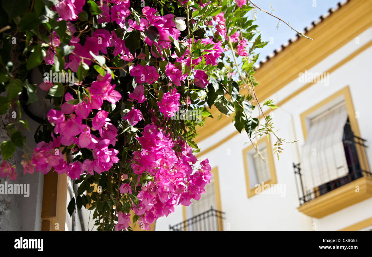 Bougainvillea Flowers In Marbella Old Town Spain Stock Photo - Alamy