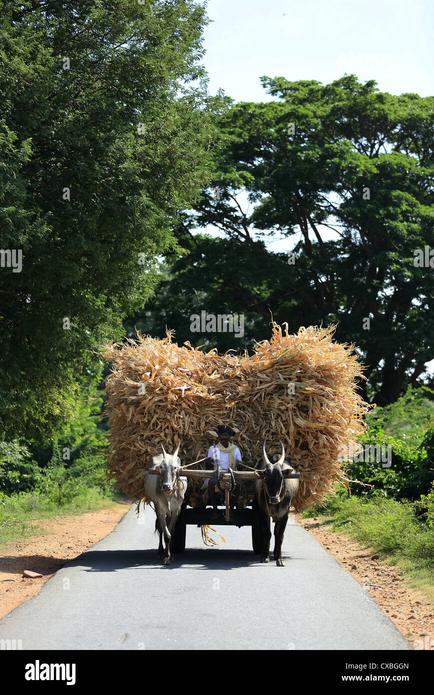 Bullock cart india hi-res stock photography and images - Alamy