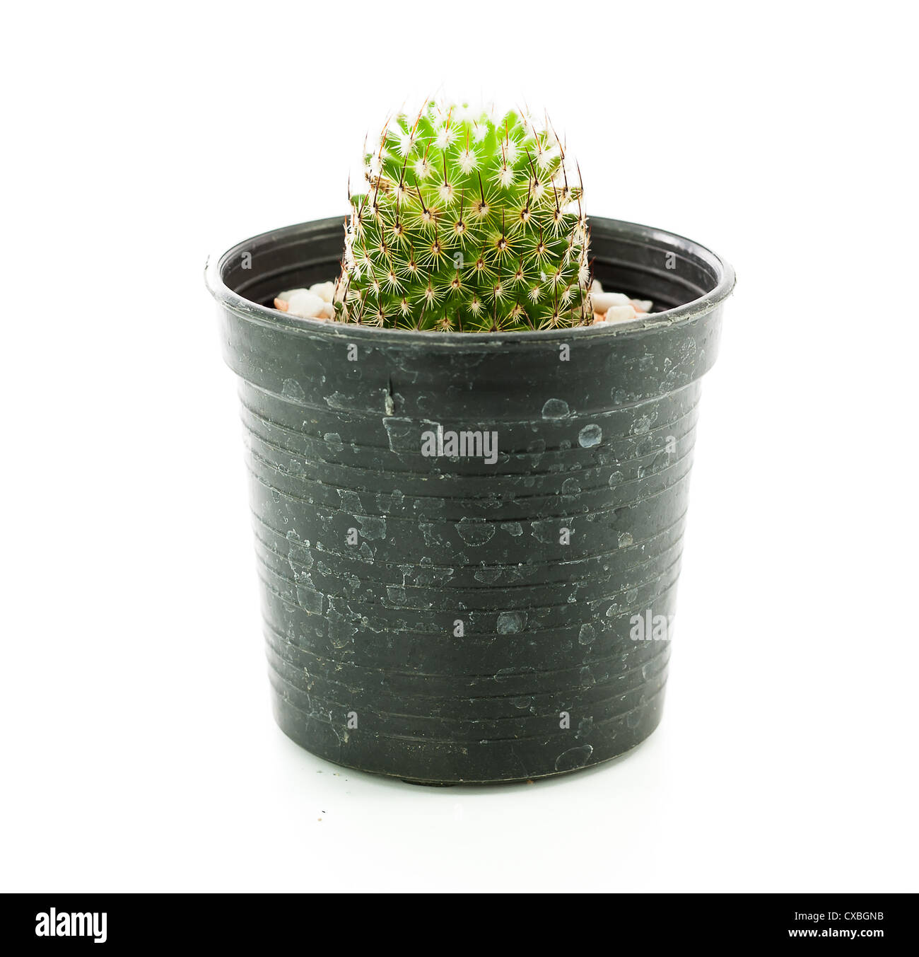 Cactus in pot on white background isolated Stock Photo - Alamy