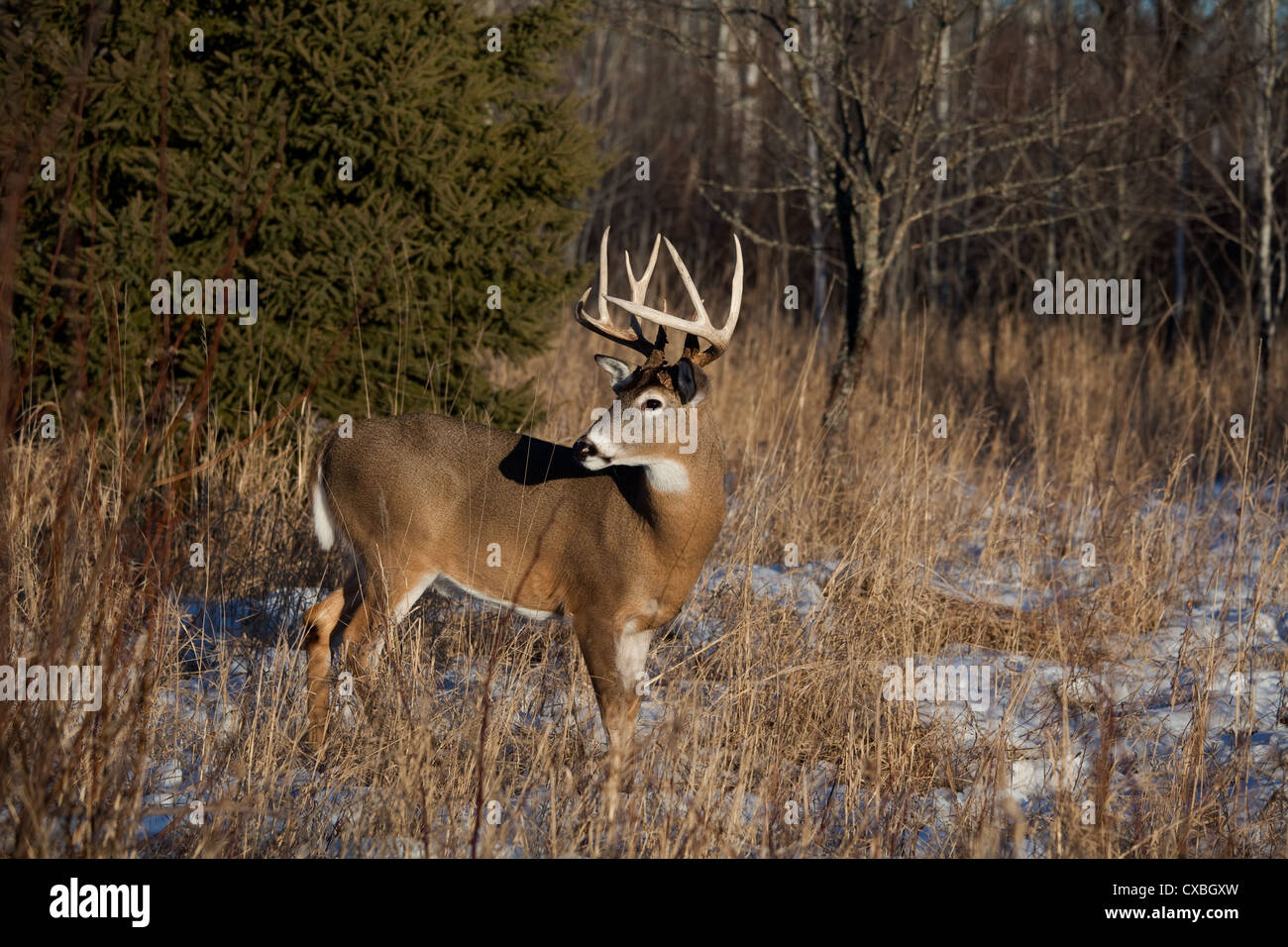 Deer winter forage hi-res stock photography and images - Alamy