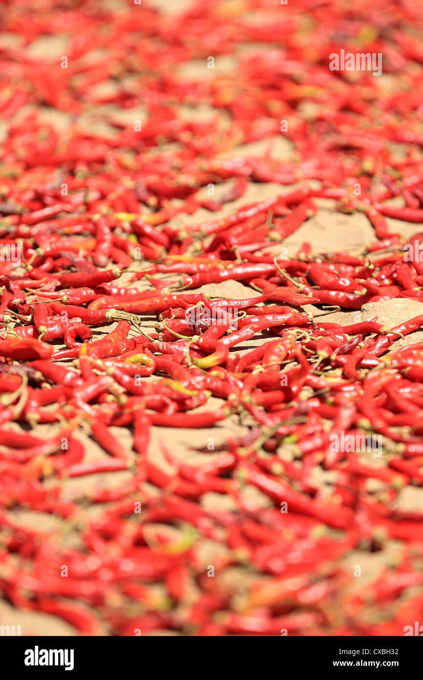 Chili peppers drying in sun hi-res stock photography and images - Alamy
