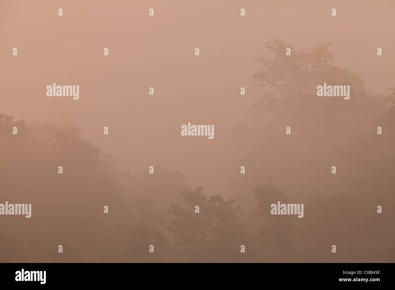 Mist over trees hi-res stock photography and images - Alamy