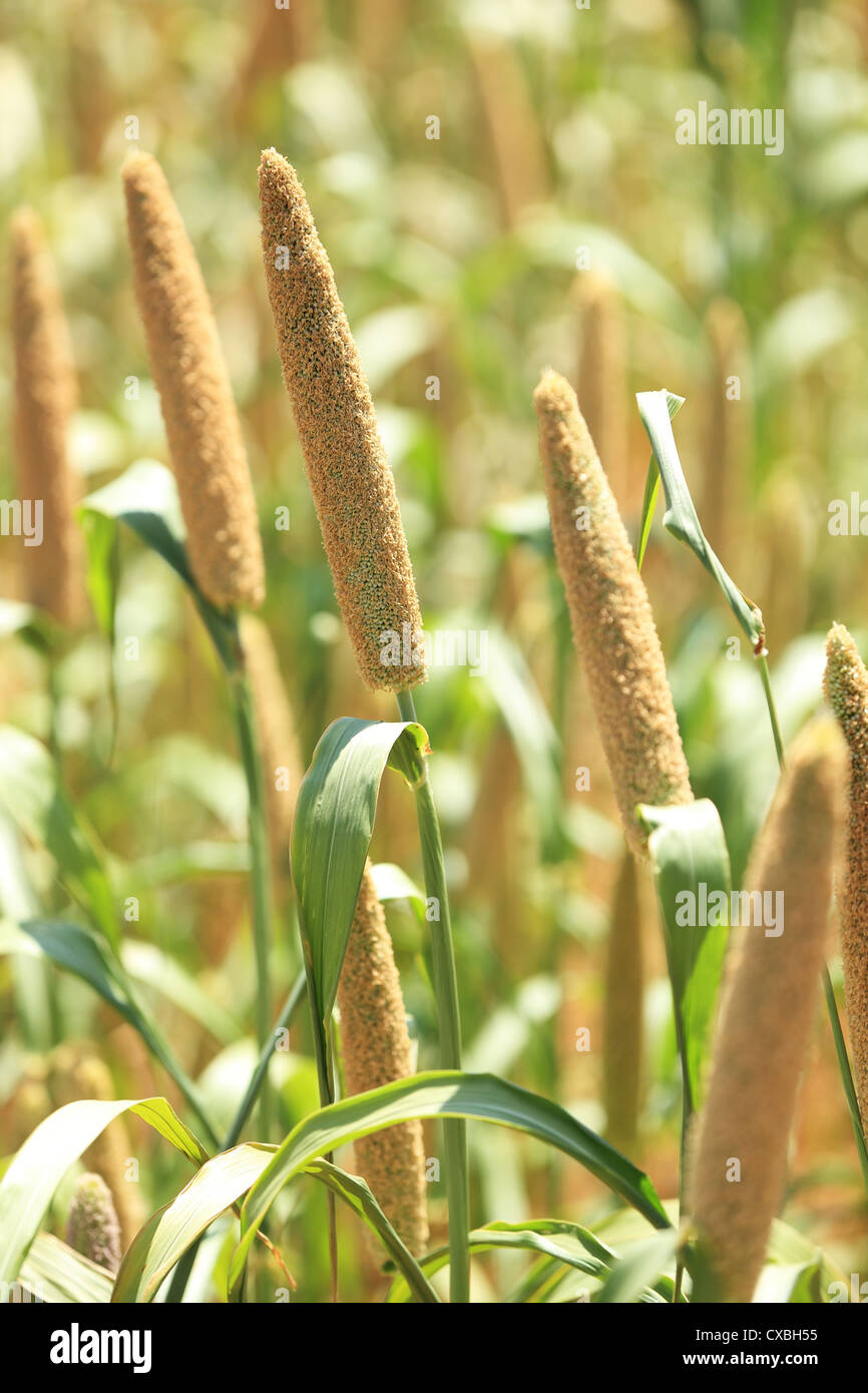 Finger millet hi-res stock photography and images - Alamy