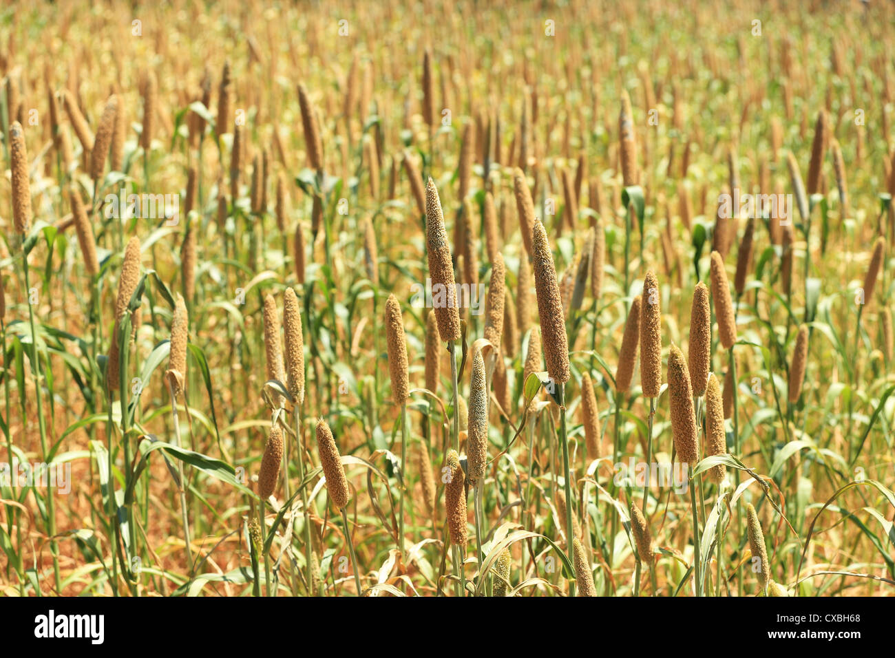 Finger millet hi-res stock photography and images - Alamy