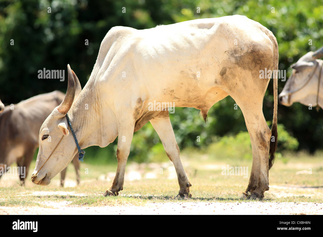 Zebus herd hi-res stock photography and images - Alamy