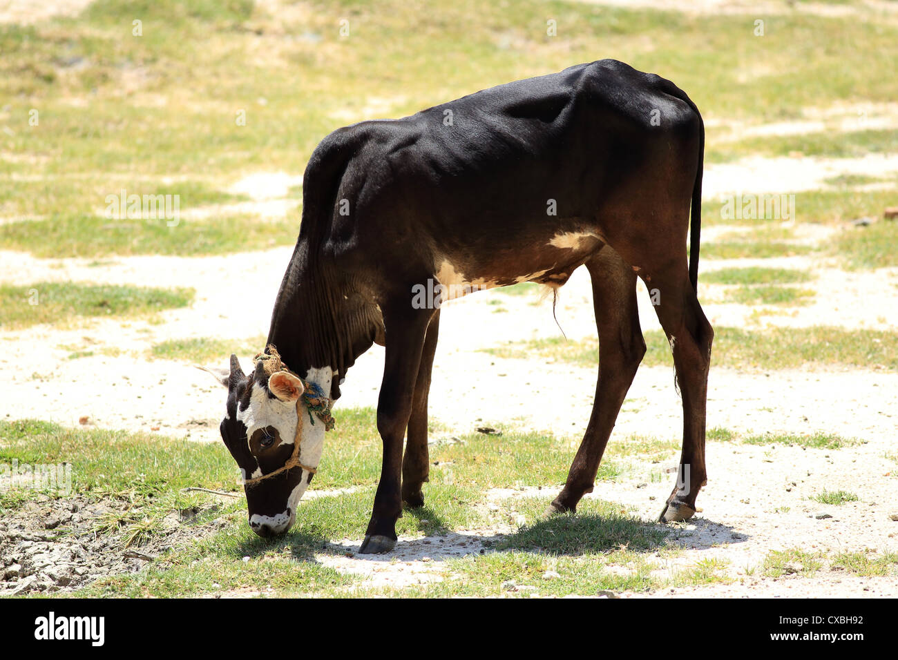 India zebu hi-res stock photography and images - Alamy