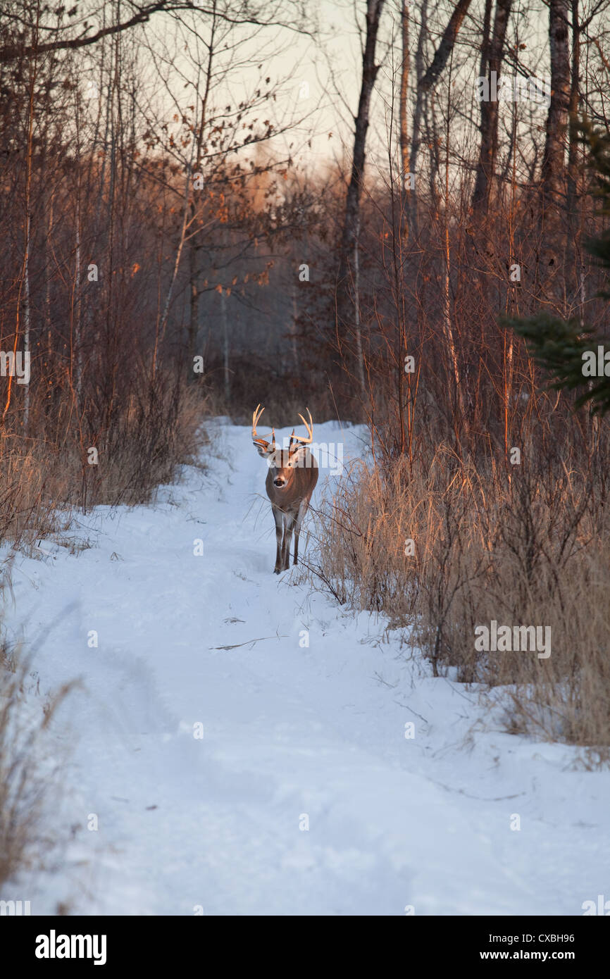 White-tailed deer in winter Stock Photo - Alamy