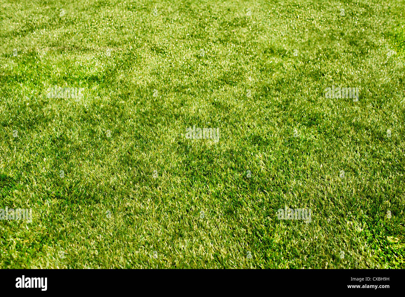 Beautiful green grass pattern from golf course Stock Photo - Alamy