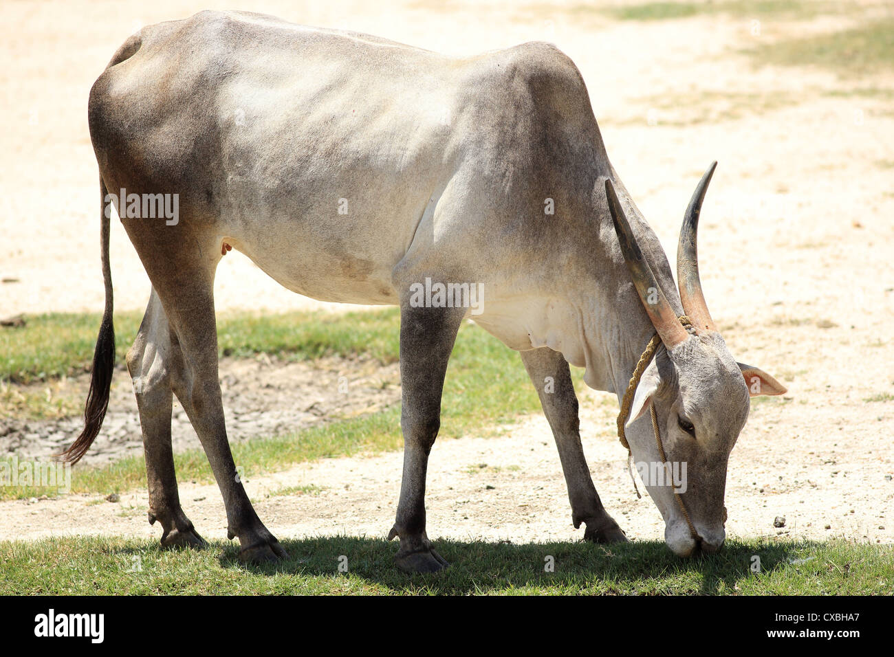Zebu zebus hi-res stock photography and images - Alamy