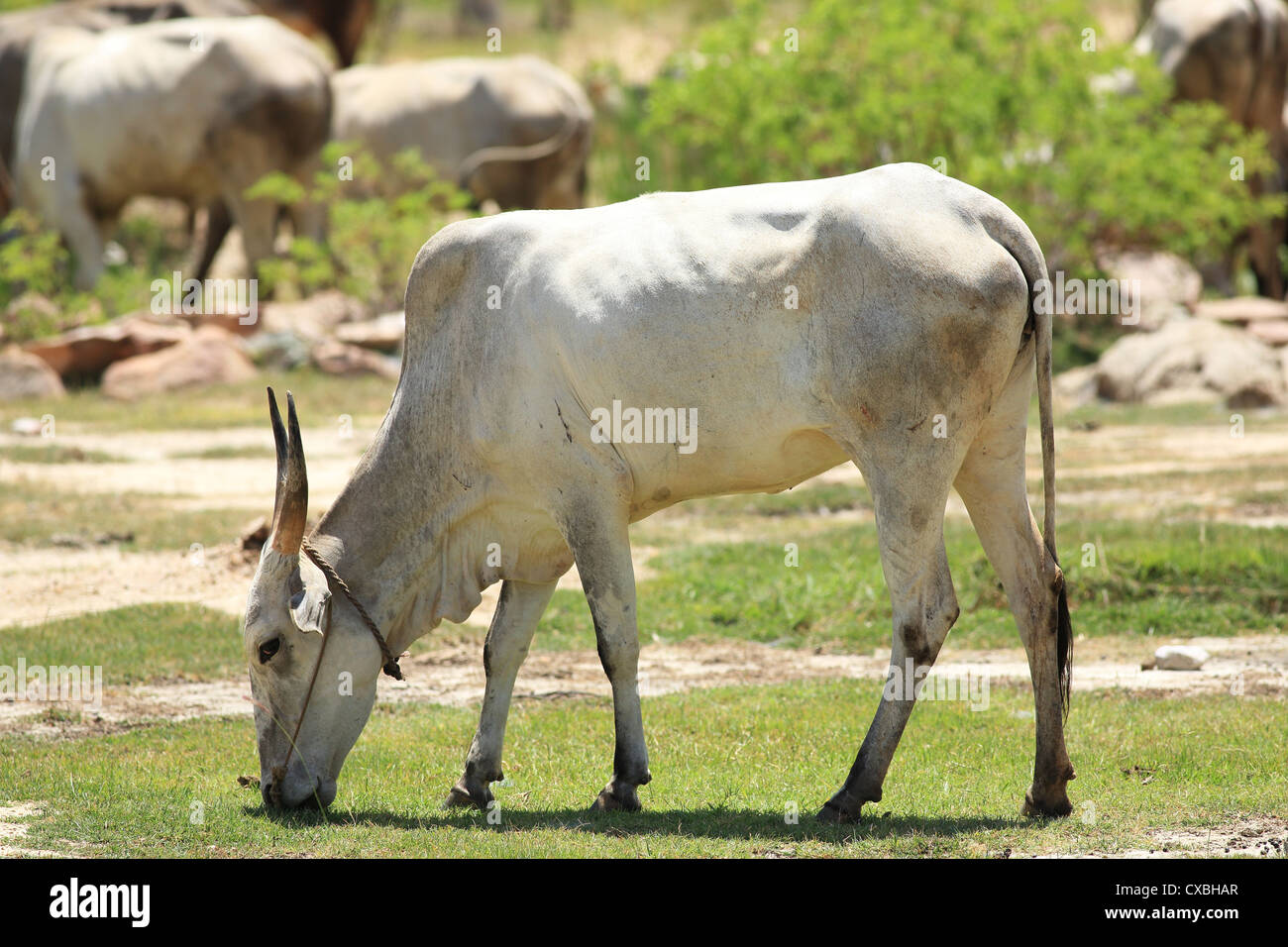 Zebus herd hi-res stock photography and images - Alamy