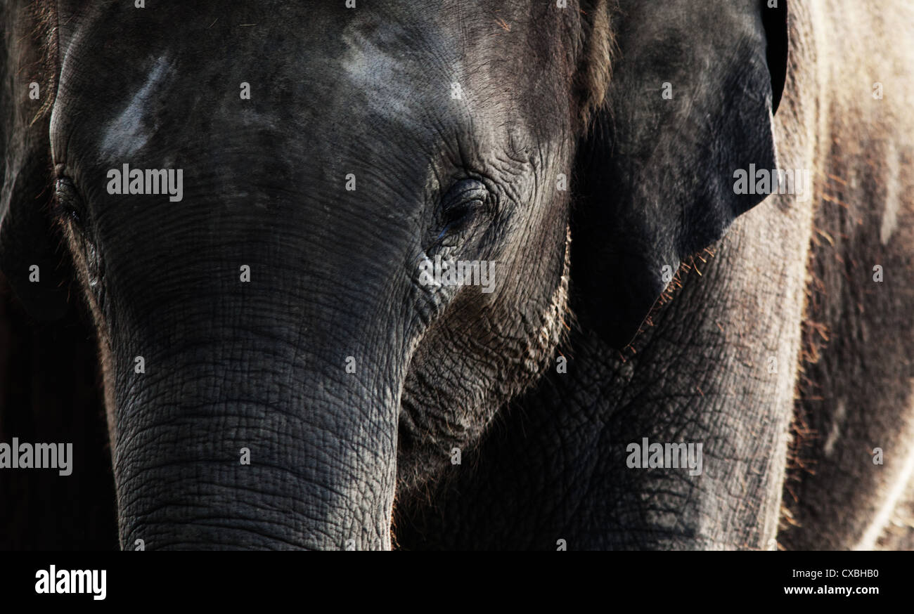 Indian elephant face hi-res stock photography and images - Alamy