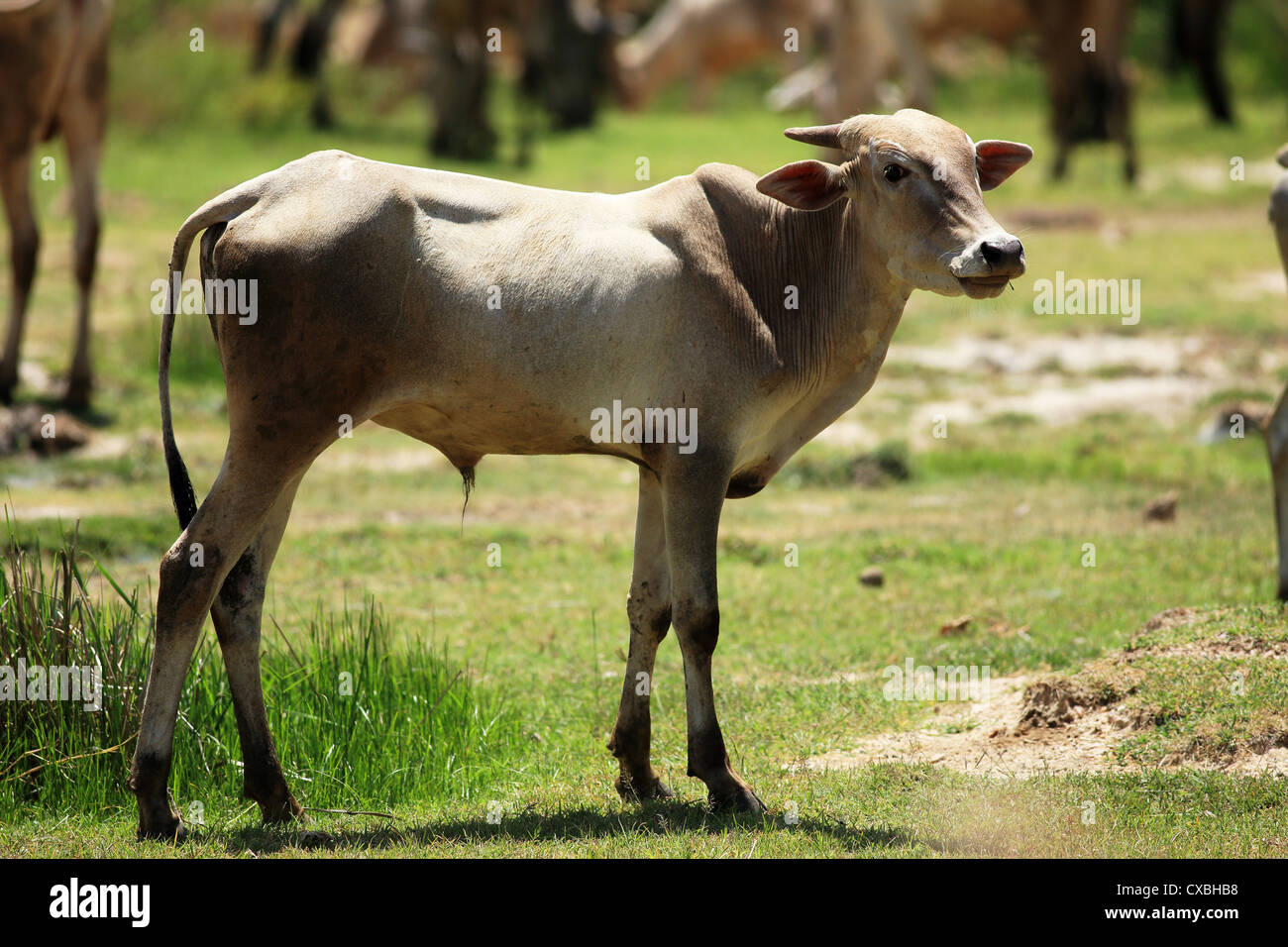 Indian zebu calf hi-res stock photography and images - Alamy
