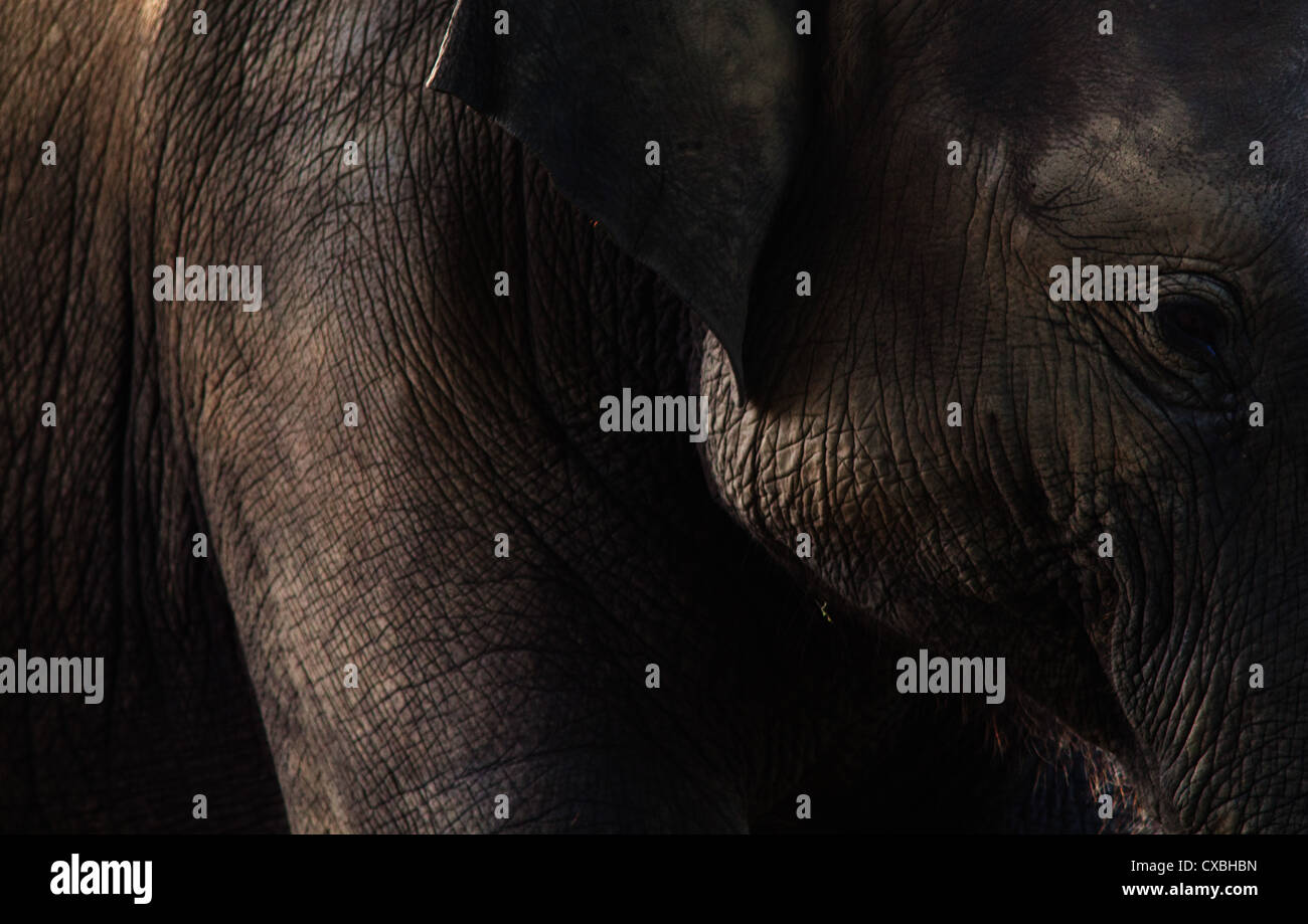 Indian elephant face hi-res stock photography and images - Alamy